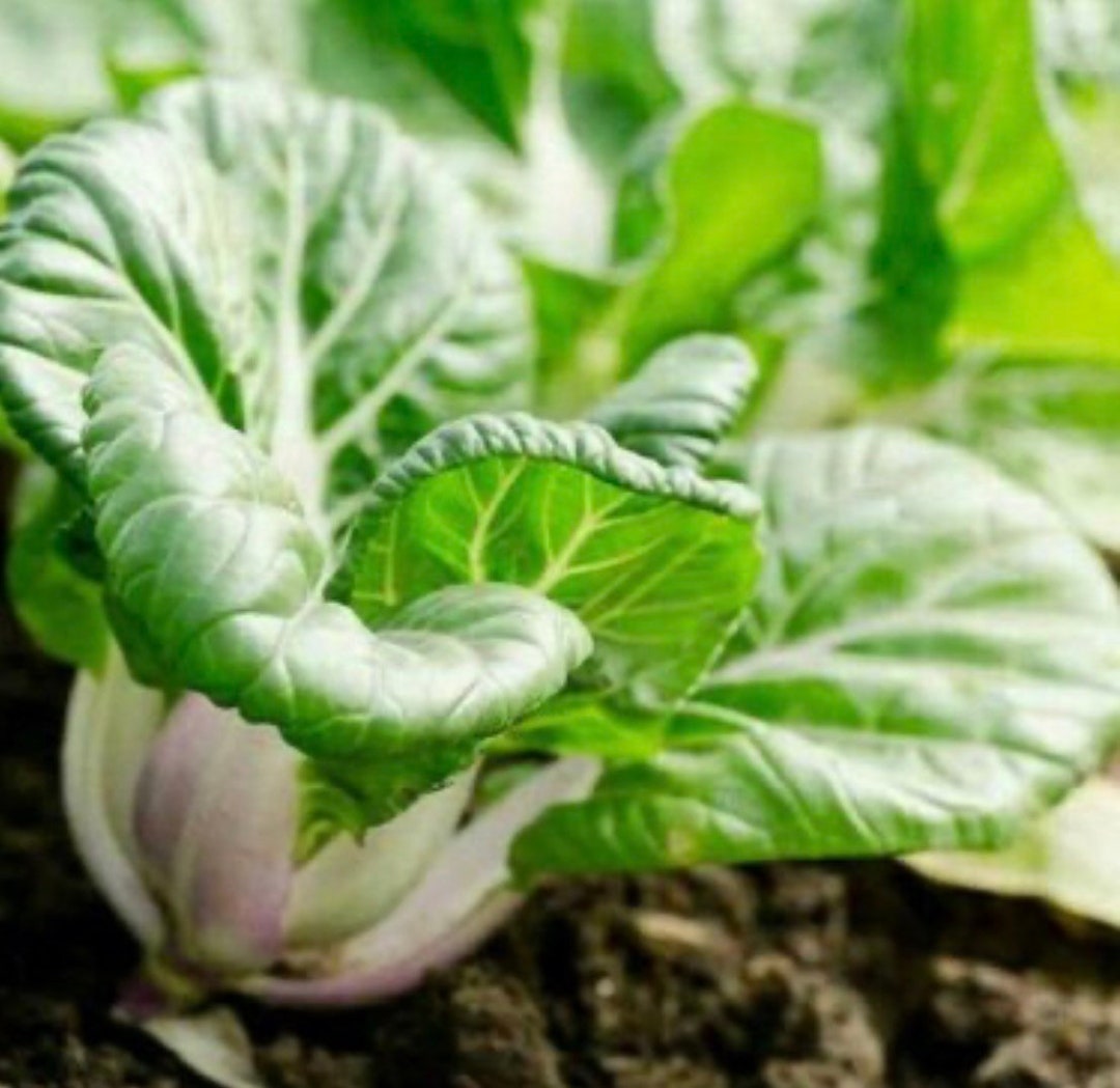 Cabbage 6 Baby Choi Organic Plant Dwarf Chinese Cabbage - Etsy