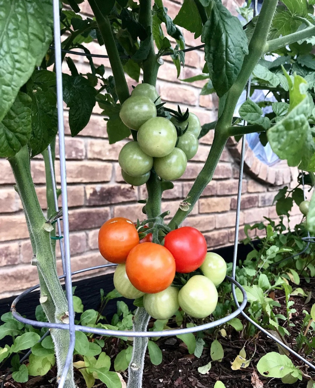 Husky Cherry Tomato Plant: Live Organic Heirloom Seedling - Etsy