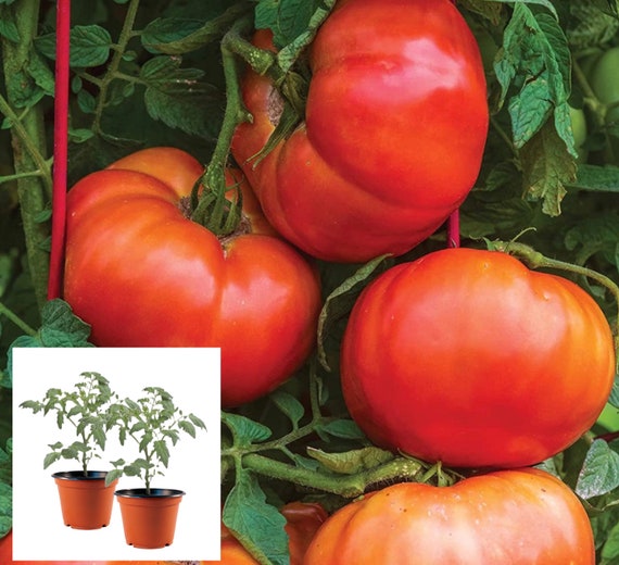 Big Boy Tomatoes In Containers 10 Tips For Growing Tomatoes * Big Blog