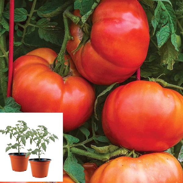 Tomato Plant - Etsy