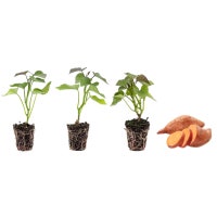 Upper Ground Sweet Potato Squash Seeds - Etsy