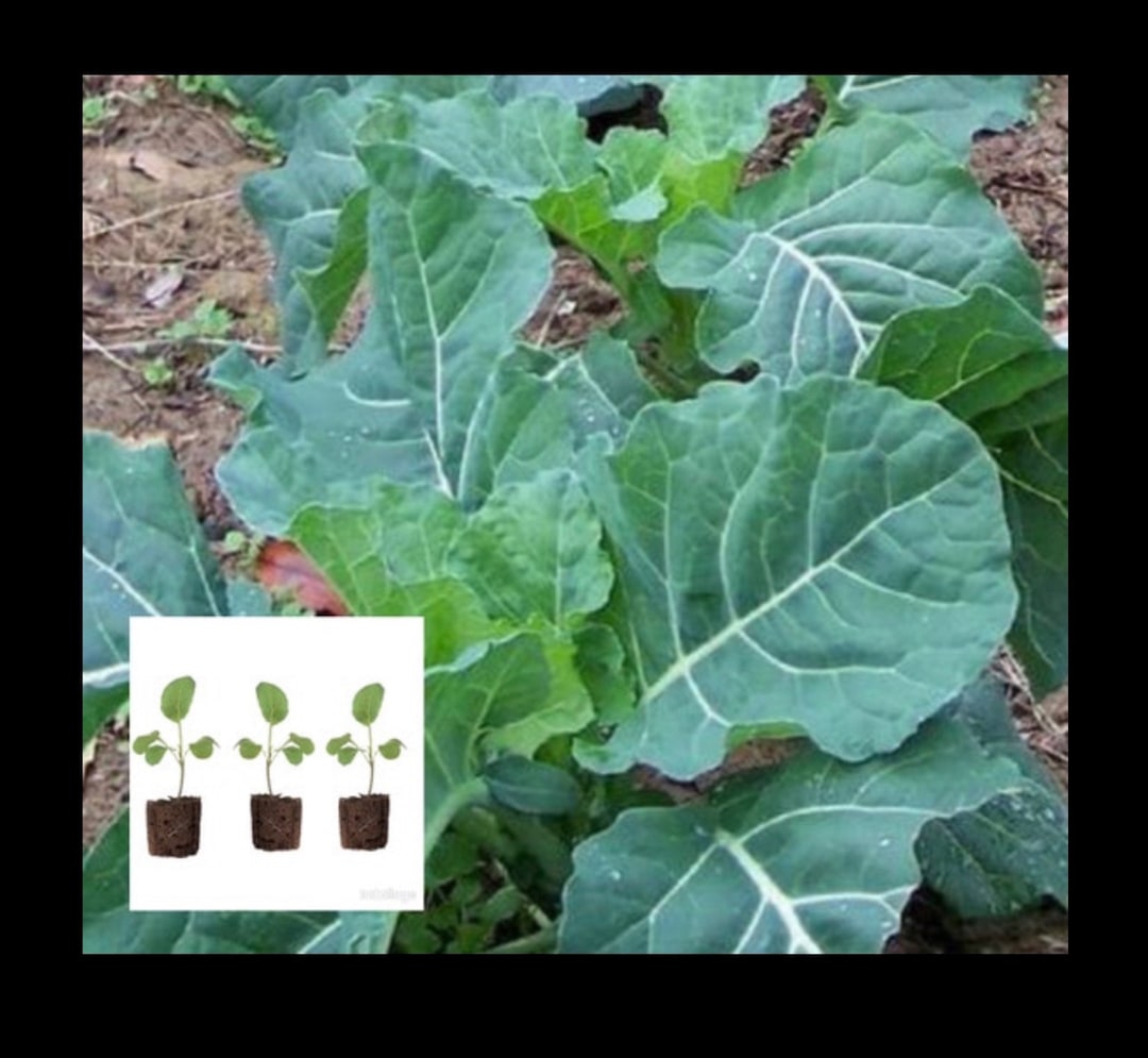 3 COLLARD GREENS Plants, Vegetable Plant, Cool-season Crop - Etsy