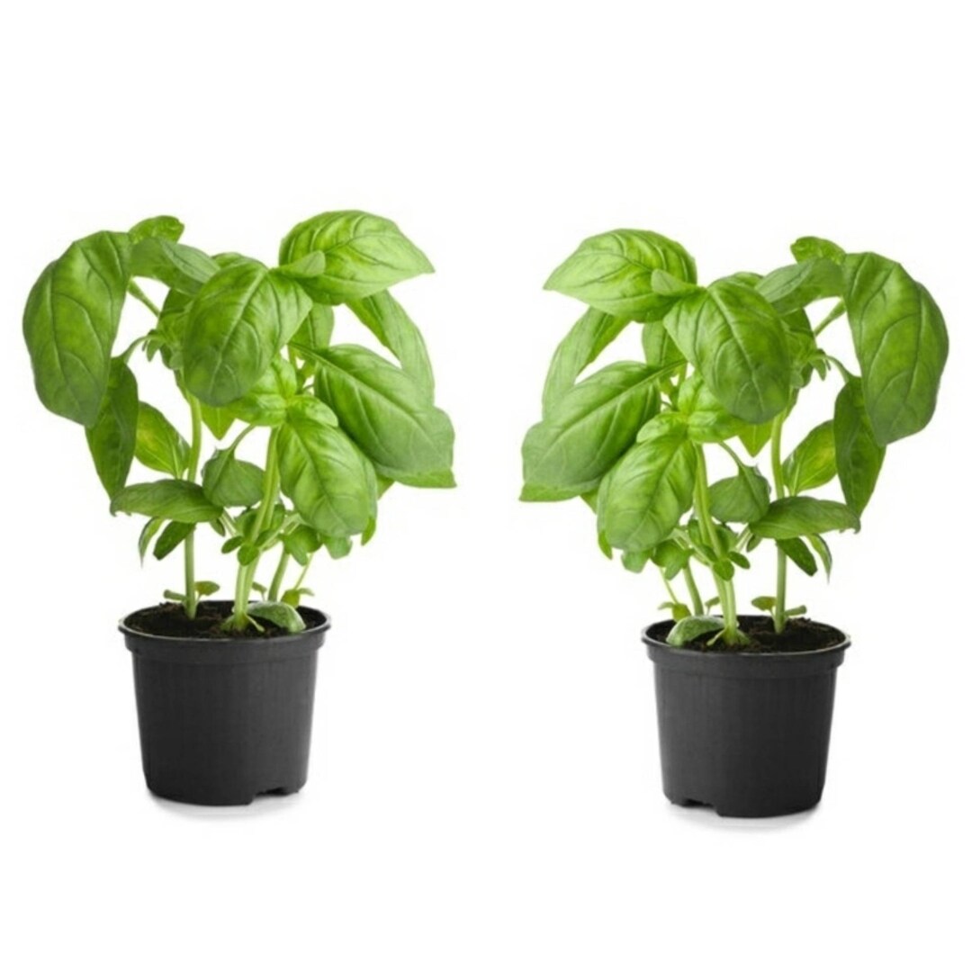 2 Live Sweet Basil Plants | Organic Culinary Herb | Grown in 4” Pots ...