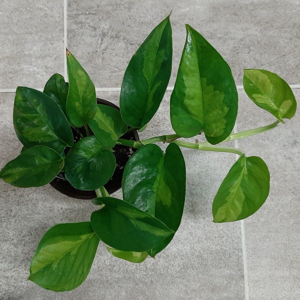 Global Green Pothos - Etsy
