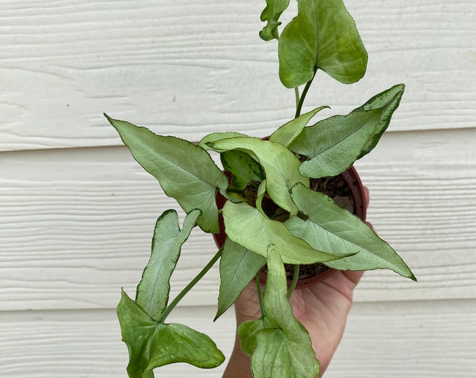 Syngonium Silver Fox/ Arrowhead Plant - Etsy