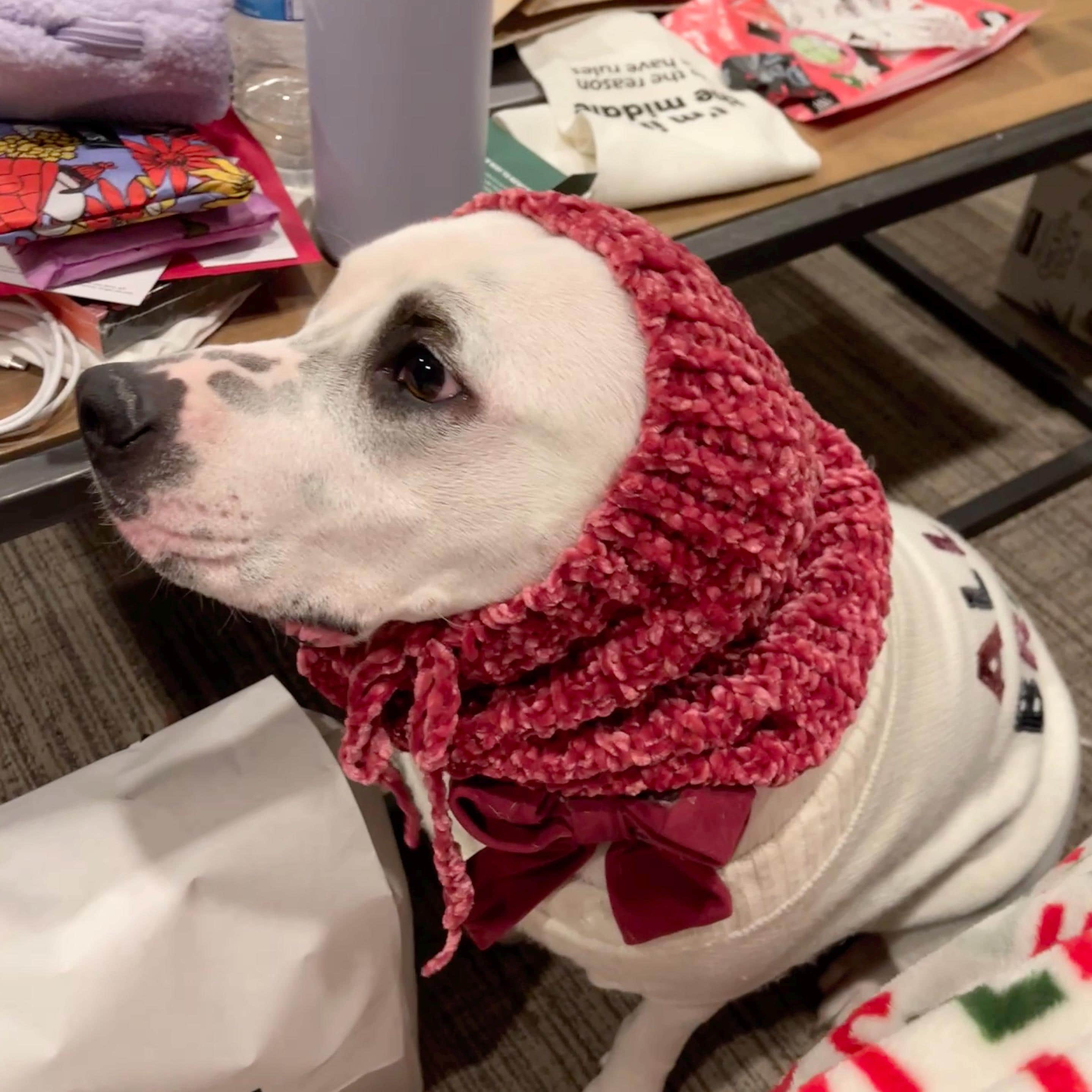 Crochet Dog Snood DIGITAL PATTERN - Etsy