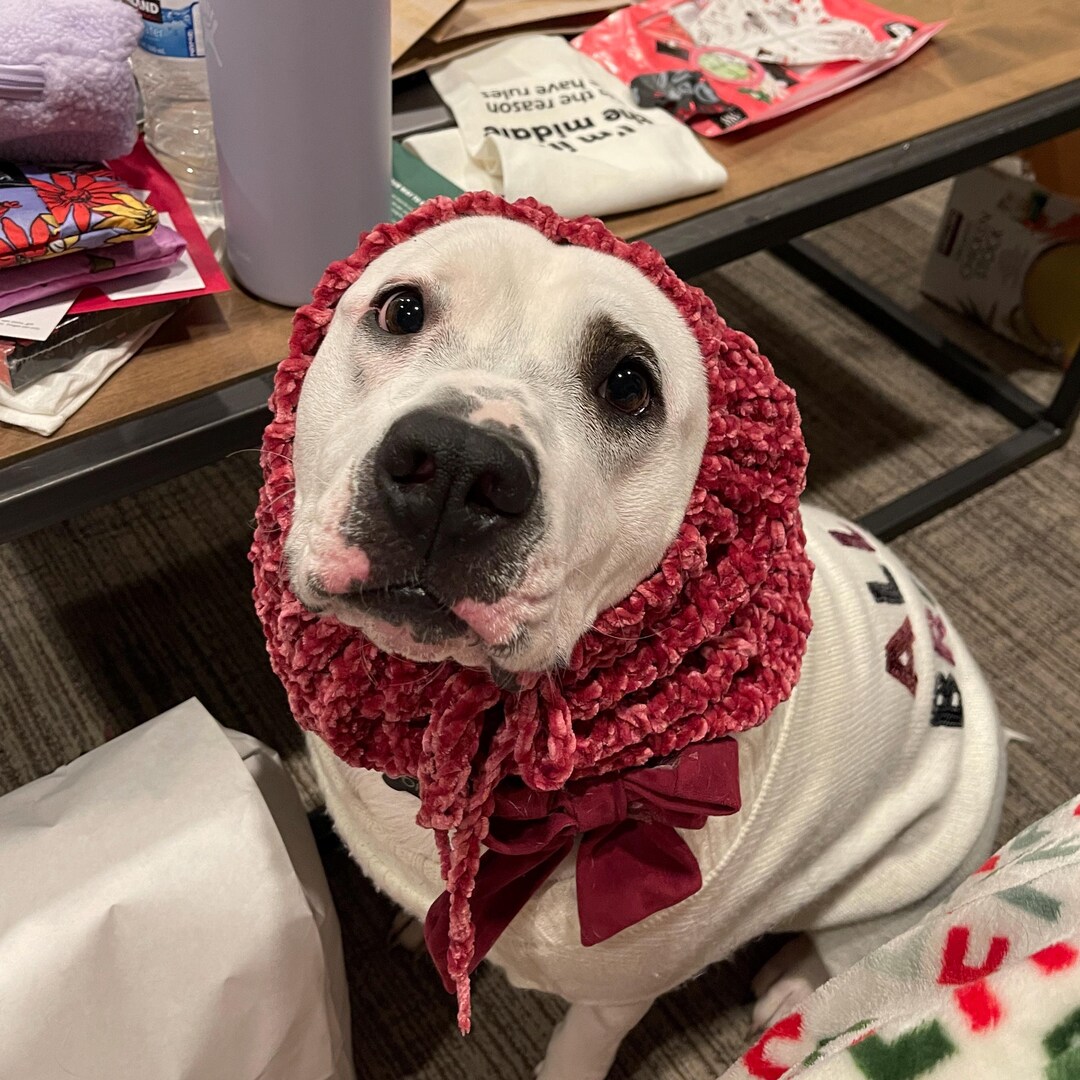 Crochet Dog Snood DIGITAL PATTERN - Etsy