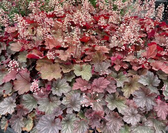 Coral Bells | Etsy
