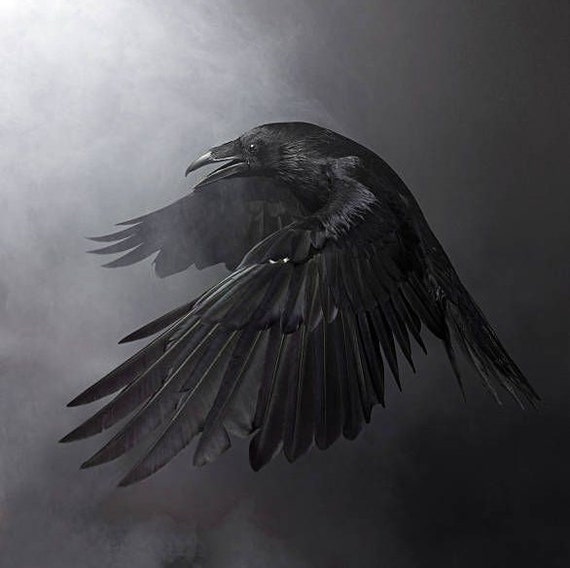 Black Raven Spirit Companion. Conjuring. Remote Binding - Etsy