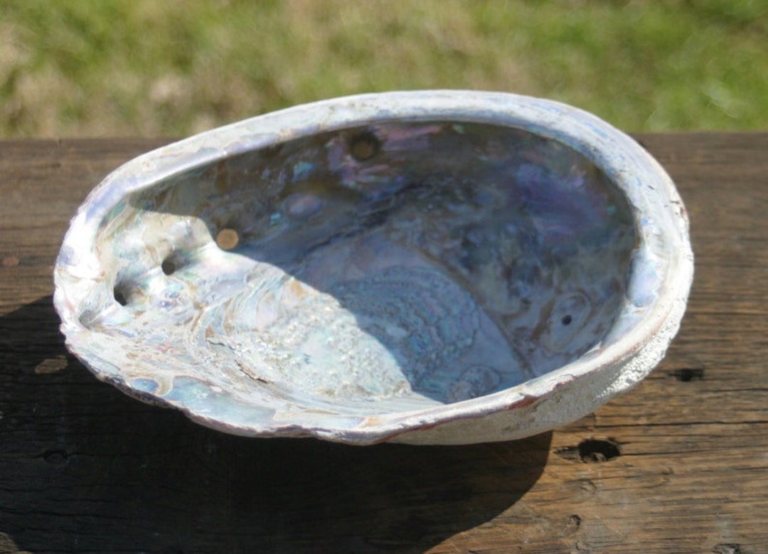 Abalone Shell Iridescent Shell Beach House Decor Nautical - Etsy