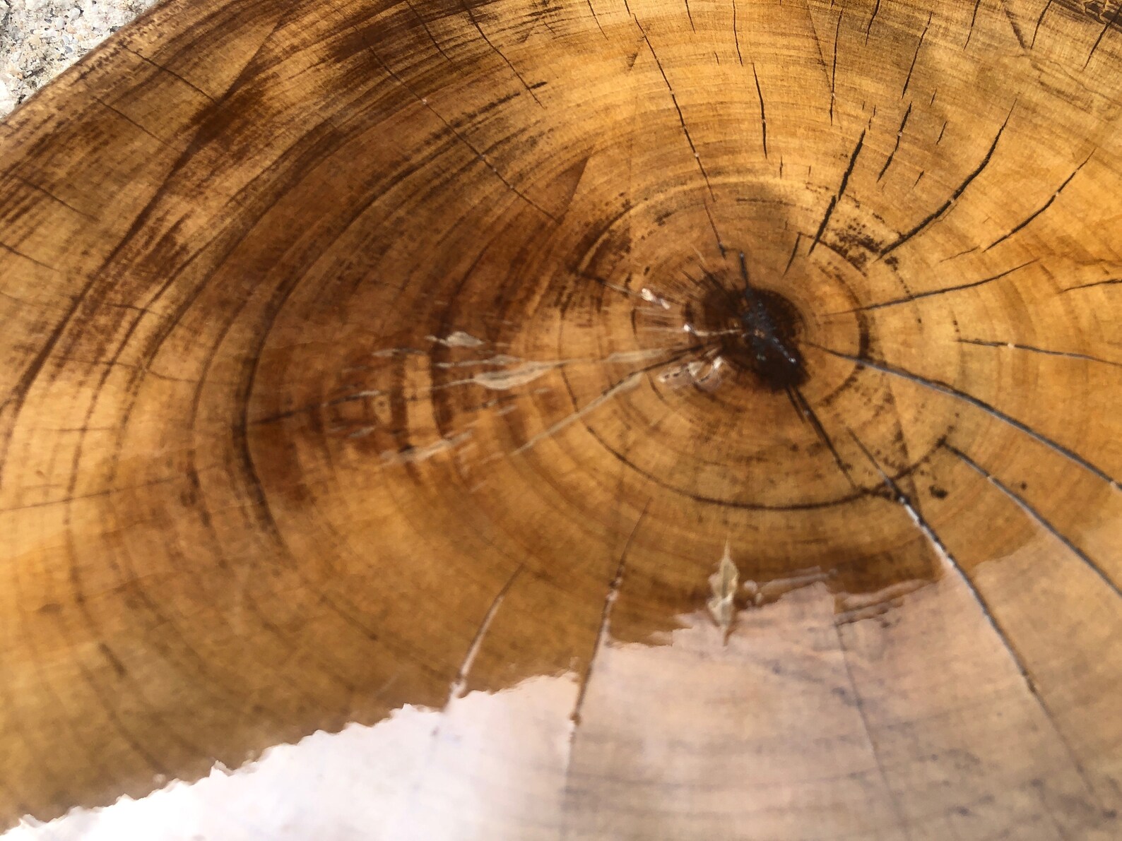Rustic Wood Slab Stool Unique Side Table 3 Leg Stool Rustic - Etsy