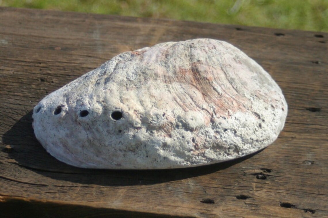 Abalone Shell Iridescent Shell Beach House Decor Nautical | Etsy