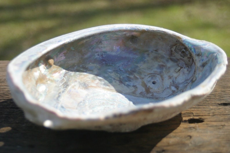 Abalone Shell Iridescent Shell Beach House Decor Nautical | Etsy