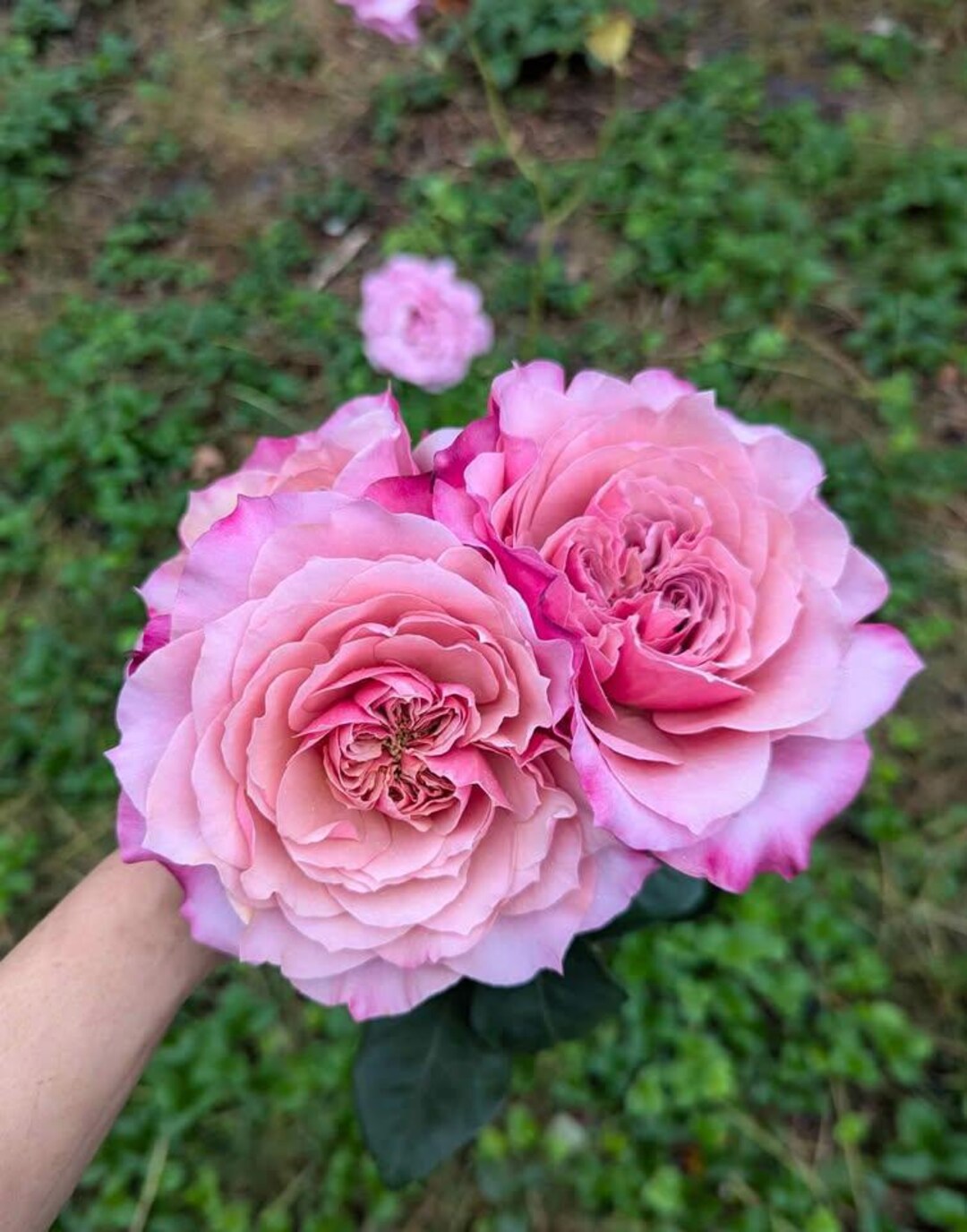 Miyabi Japanese Wabara Garden Rose Perennial Plant - Etsy