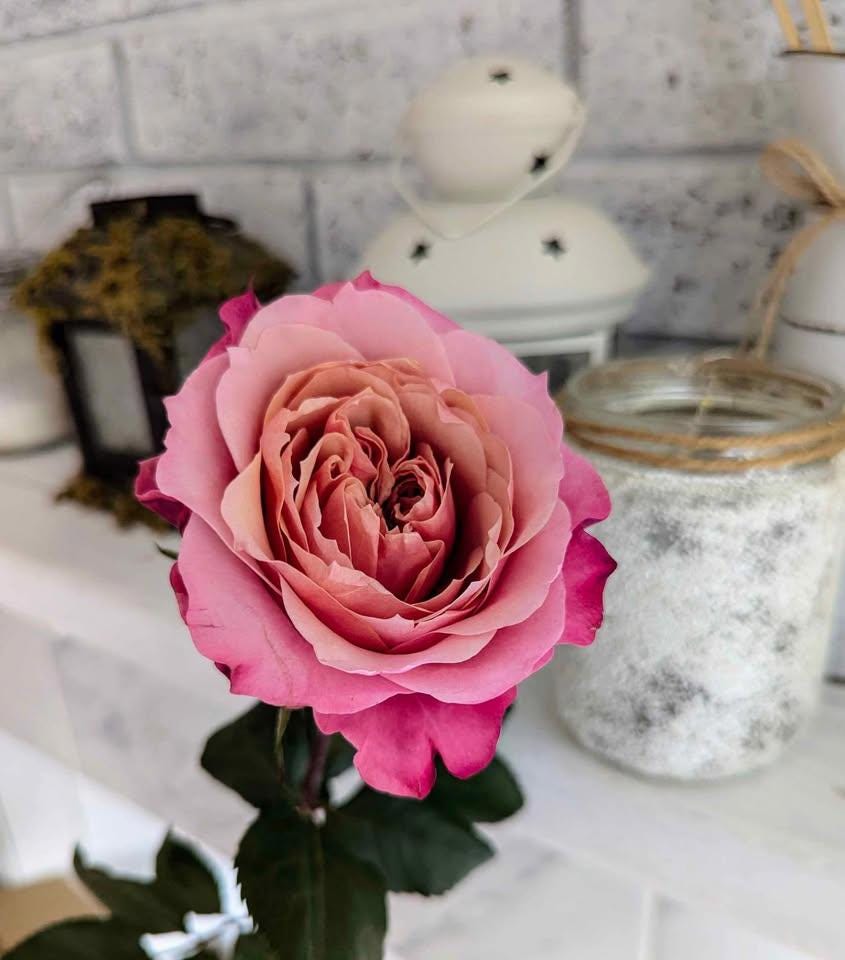 Miyabi Japanese Wabara Garden Rose Perennial Plant - Etsy