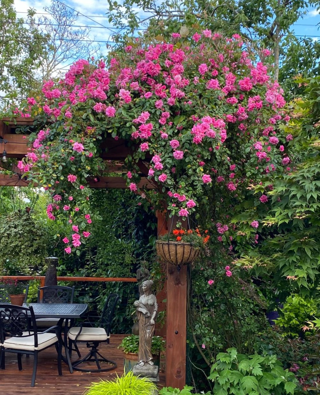 Rare Thornless Climbing Rose Pinkie - Etsy