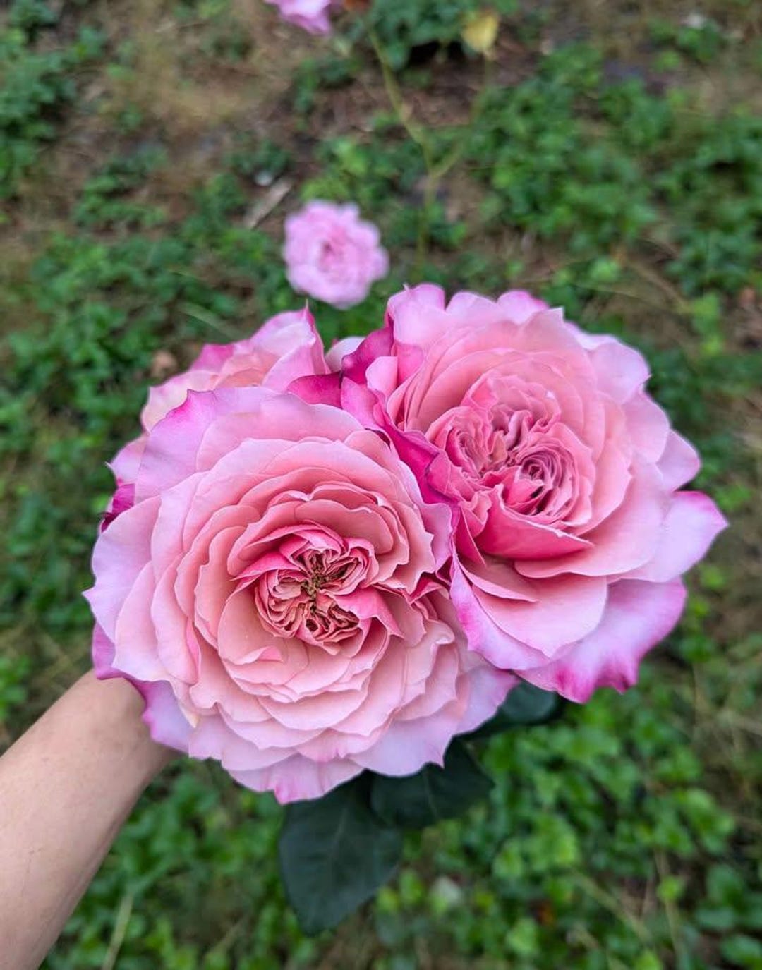 Miyabi Japanese Wabara Garden Rose Perennial Plant - Etsy