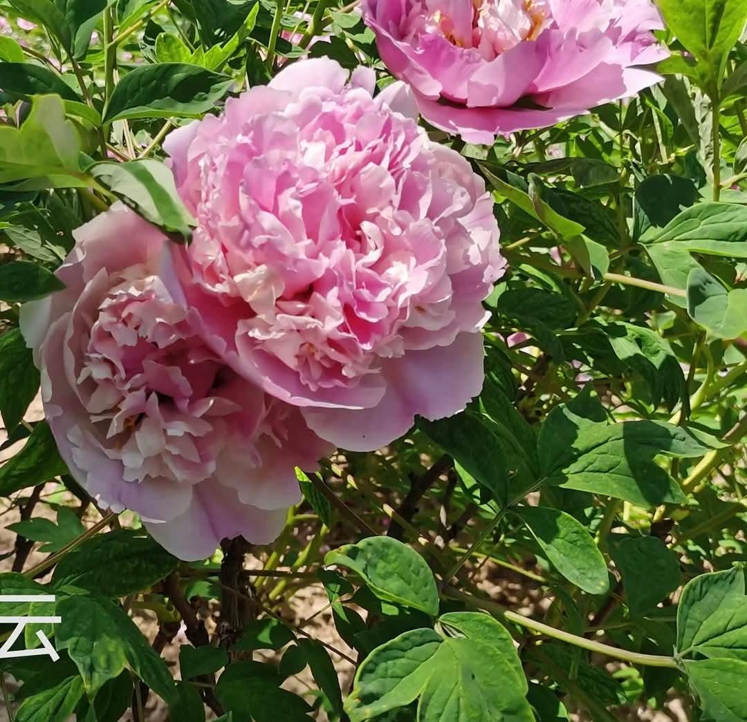 Rare TREE PEONY Shade Tolerant Plants - Random Bomb Shaped Flower Blush ...