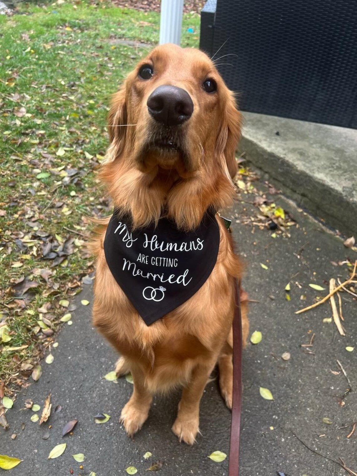 My Humans Are Getting Married Collar Dog Bandana / Wedding Bandana ...