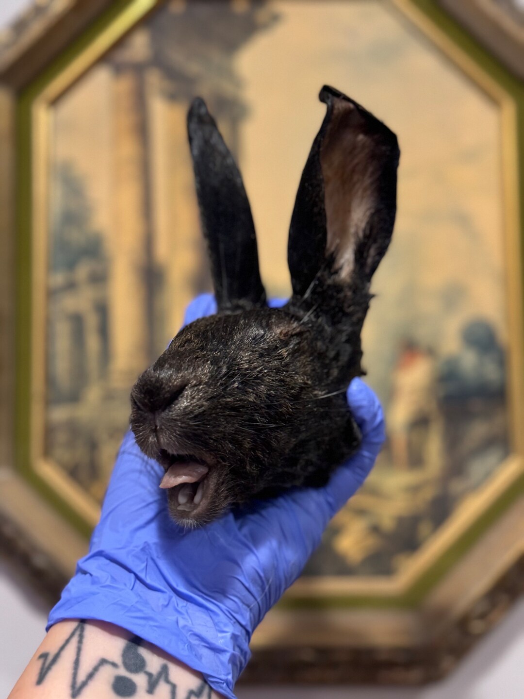 Brown Rabbit Head Wet Specimen - Etsy Canada