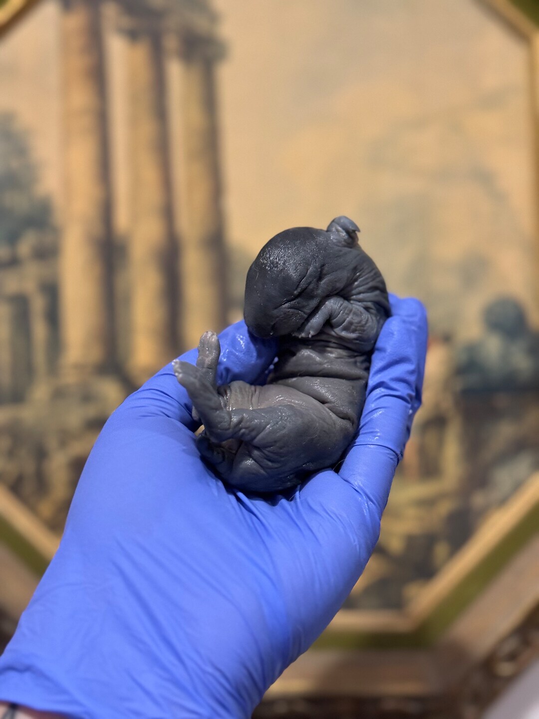 Rabbit Kit Wet Specimen 1 - Etsy