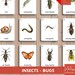INSECTS BUGS Three Part Cards Nomenclature Cards Montessori Flash Cards ...