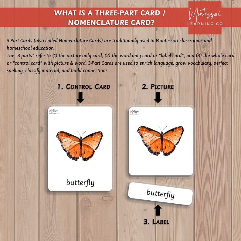 INSECTS BUGS Three Part Cards Nomenclature Cards Montessori Flash Cards ...