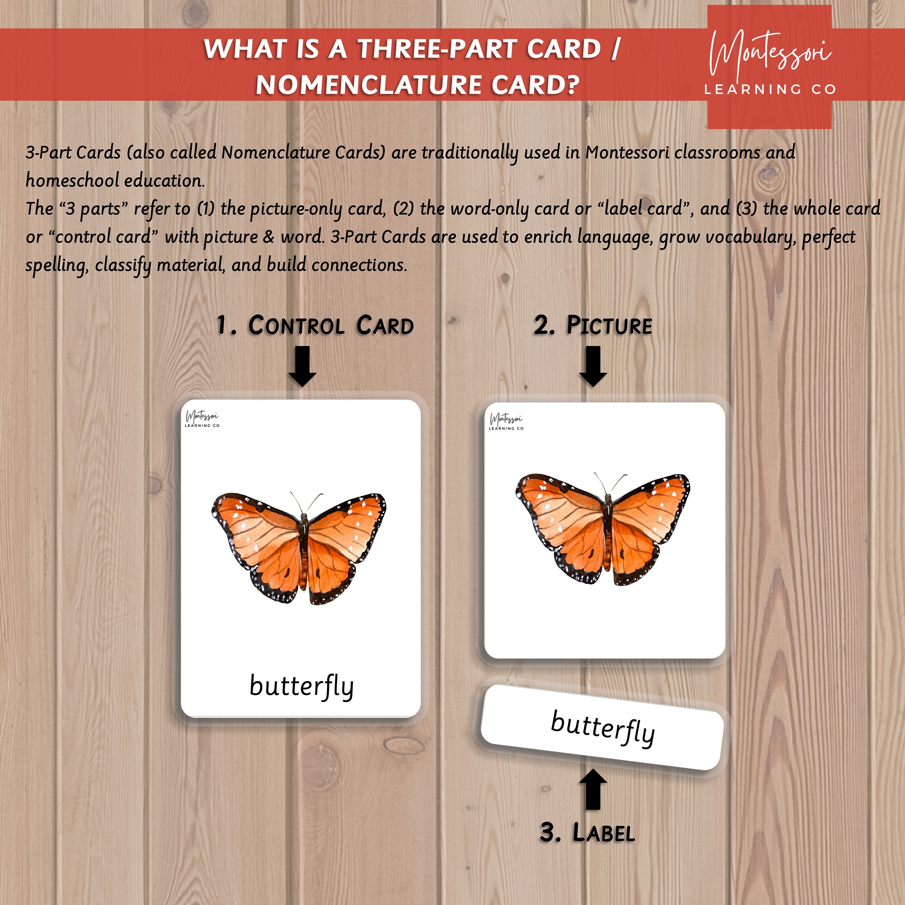 INSECTS BUGS Three Part Cards Nomenclature Cards Montessori Flash Cards ...
