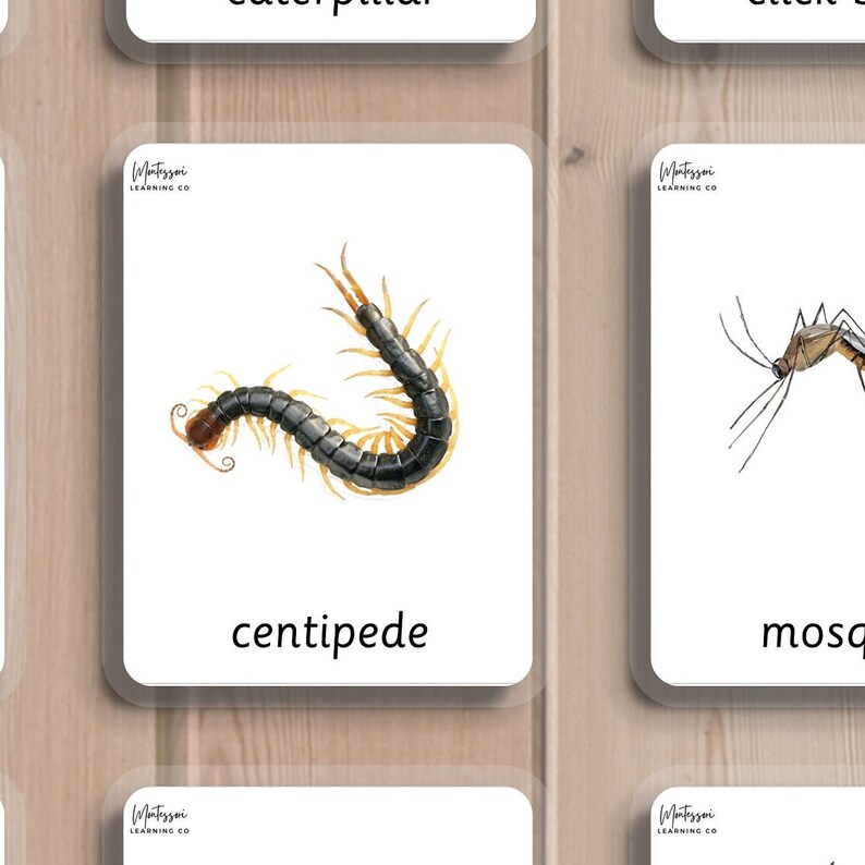 INSECTS BUGS Three Part Cards Nomenclature Cards Montessori Flash Cards ...