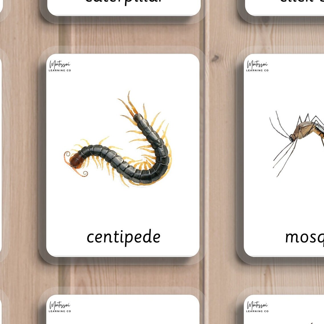 INSECTS BUGS Three Part Cards Nomenclature Cards Montessori Flash Cards ...