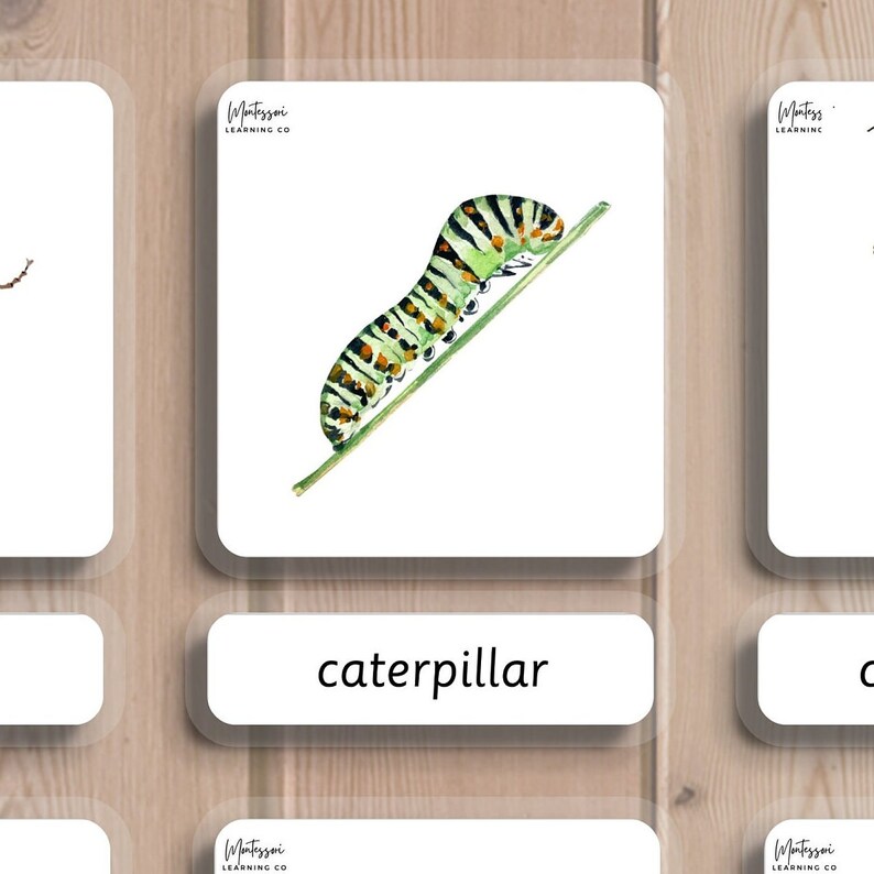 INSECTS BUGS Three Part Cards Nomenclature Cards Montessori Flash Cards ...