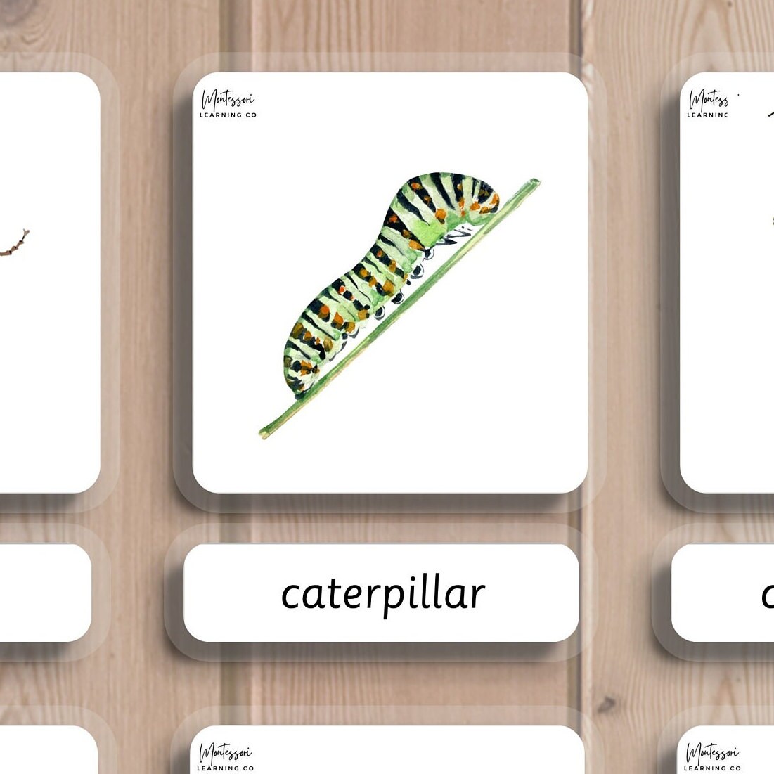 INSECTS BUGS Three Part Cards Nomenclature Cards Montessori Flash Cards ...