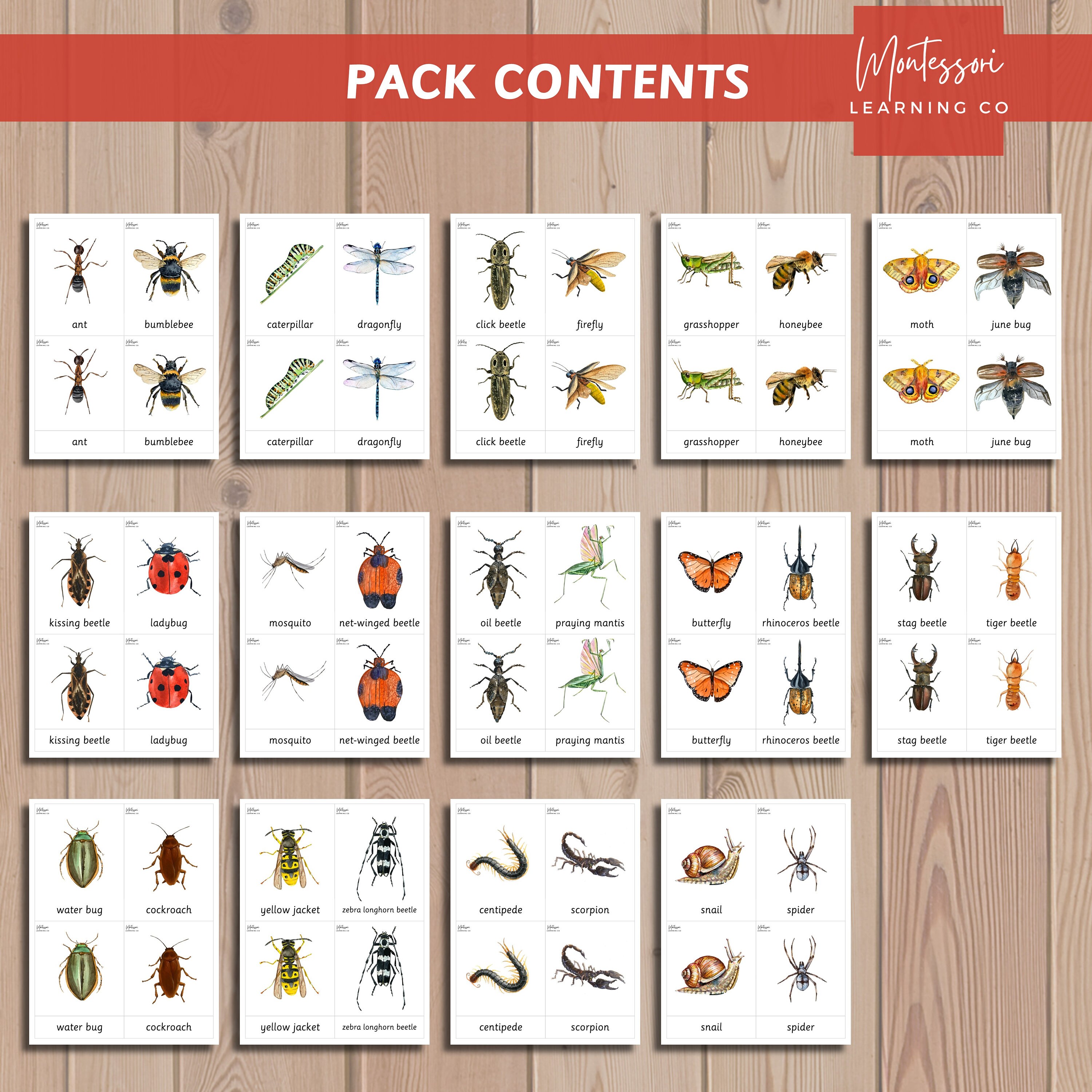 INSECTS BUGS Three Part Cards Nomenclature Cards Montessori Flash Cards ...