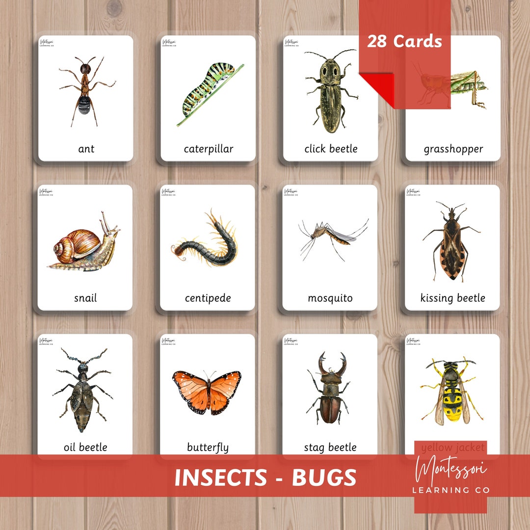 INSECTS BUGS Three Part Cards Nomenclature Cards Montessori Flash Cards ...