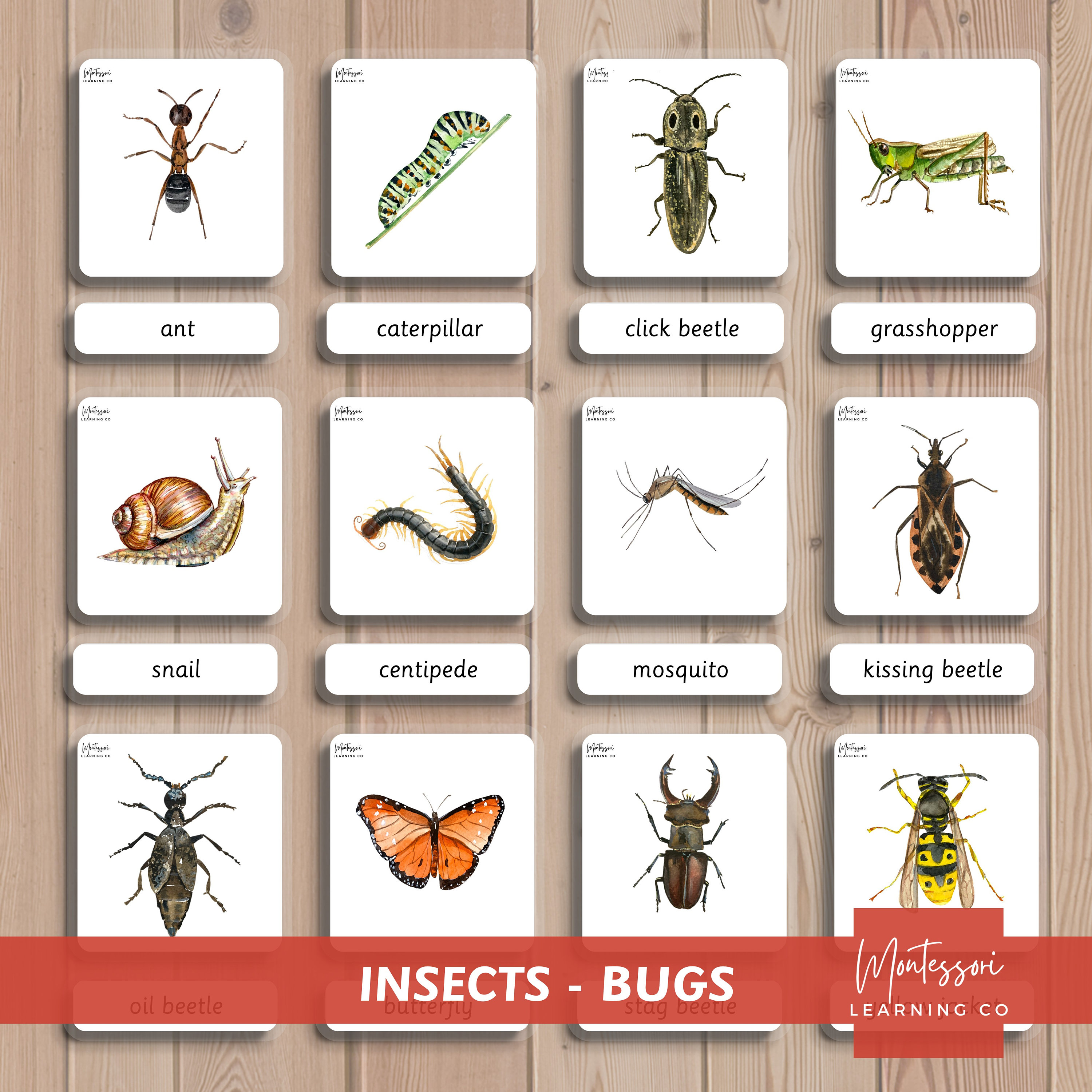 INSECTS BUGS Three Part Cards Nomenclature Cards Montessori Flash Cards ...