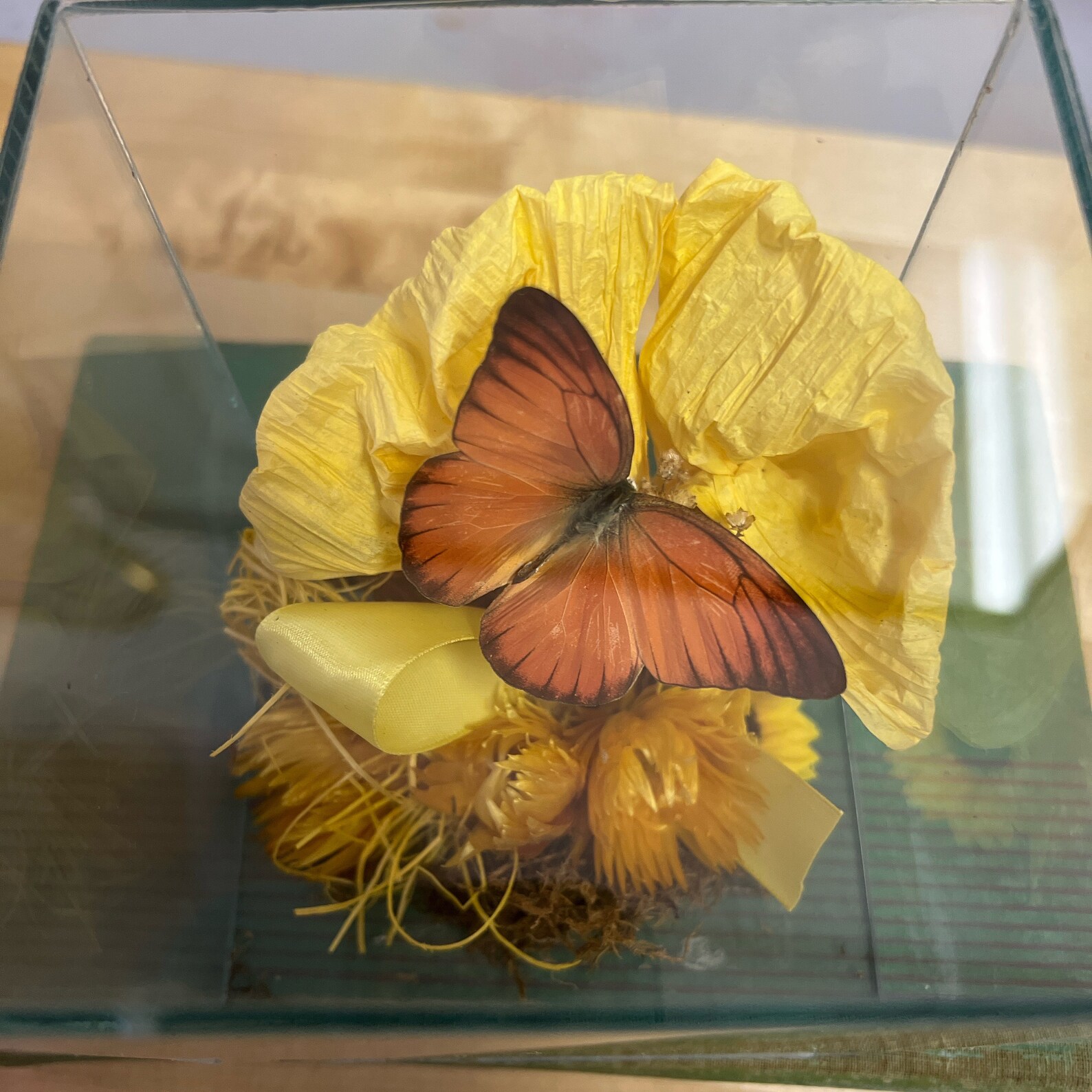 Preserved & Mounted Butterfly Specimen in Acrylic Box - Etsy