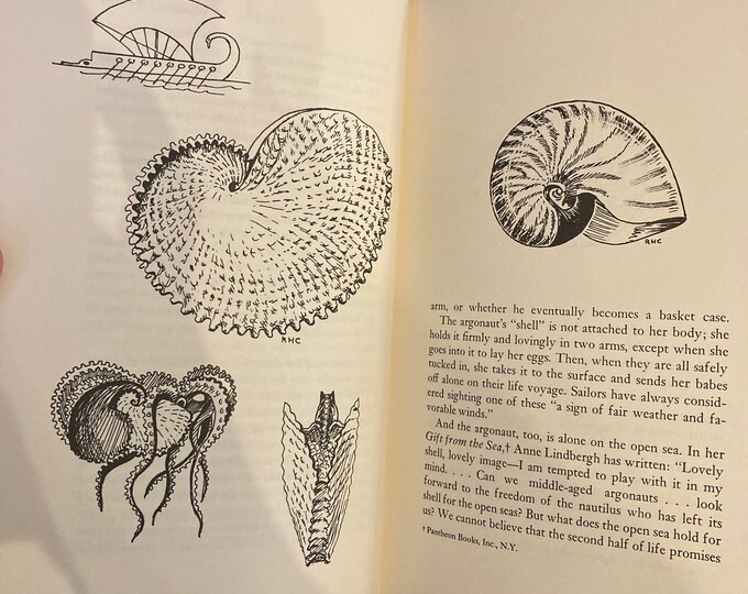 1963 the Romance of Shells in Nature & Art Hardcover Book - Etsy
