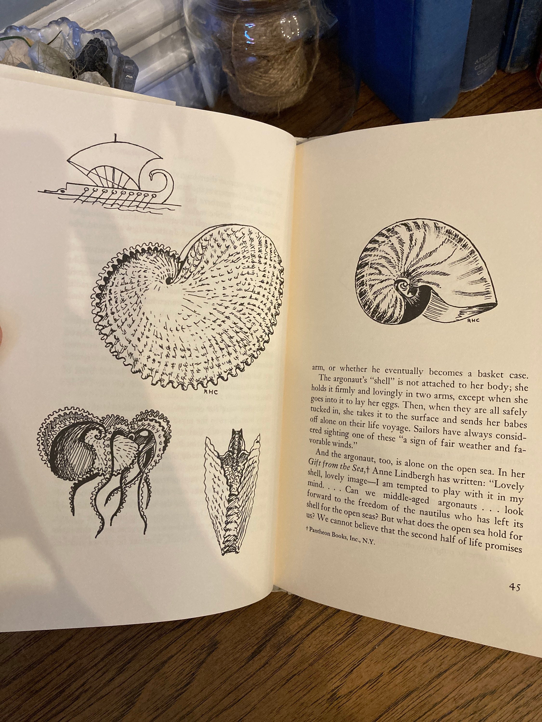 1963 the Romance of Shells in Nature & Art Hardcover Book - Etsy