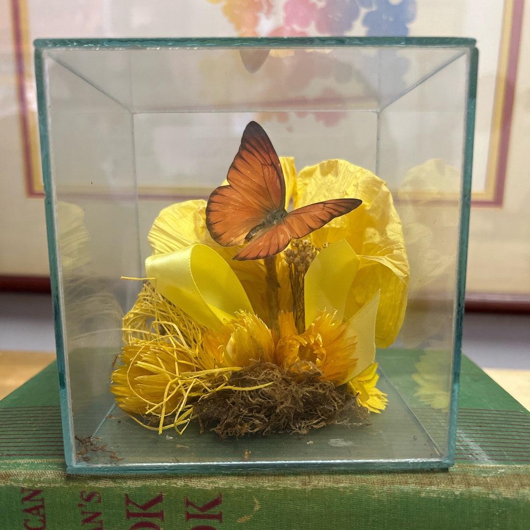 Preserved & Mounted Butterfly Specimen in Acrylic Box - Etsy