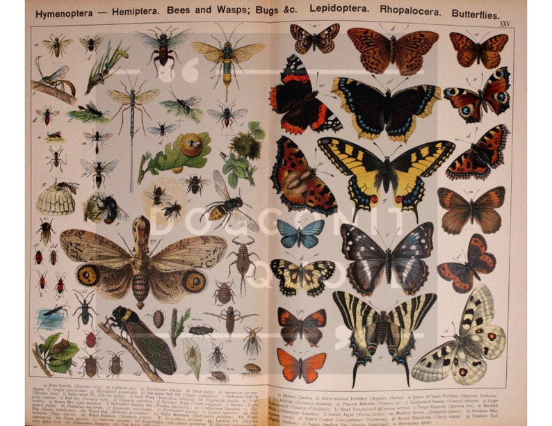 Full Pages With Butterflies and Insects for Junk Journal, Fussy Cuts ...