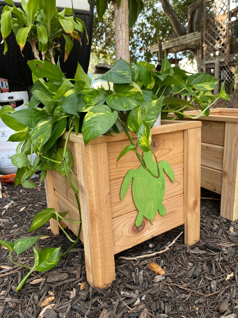 Cedar Planter Grow a Plant Save a Sea Turtle Planters - Etsy