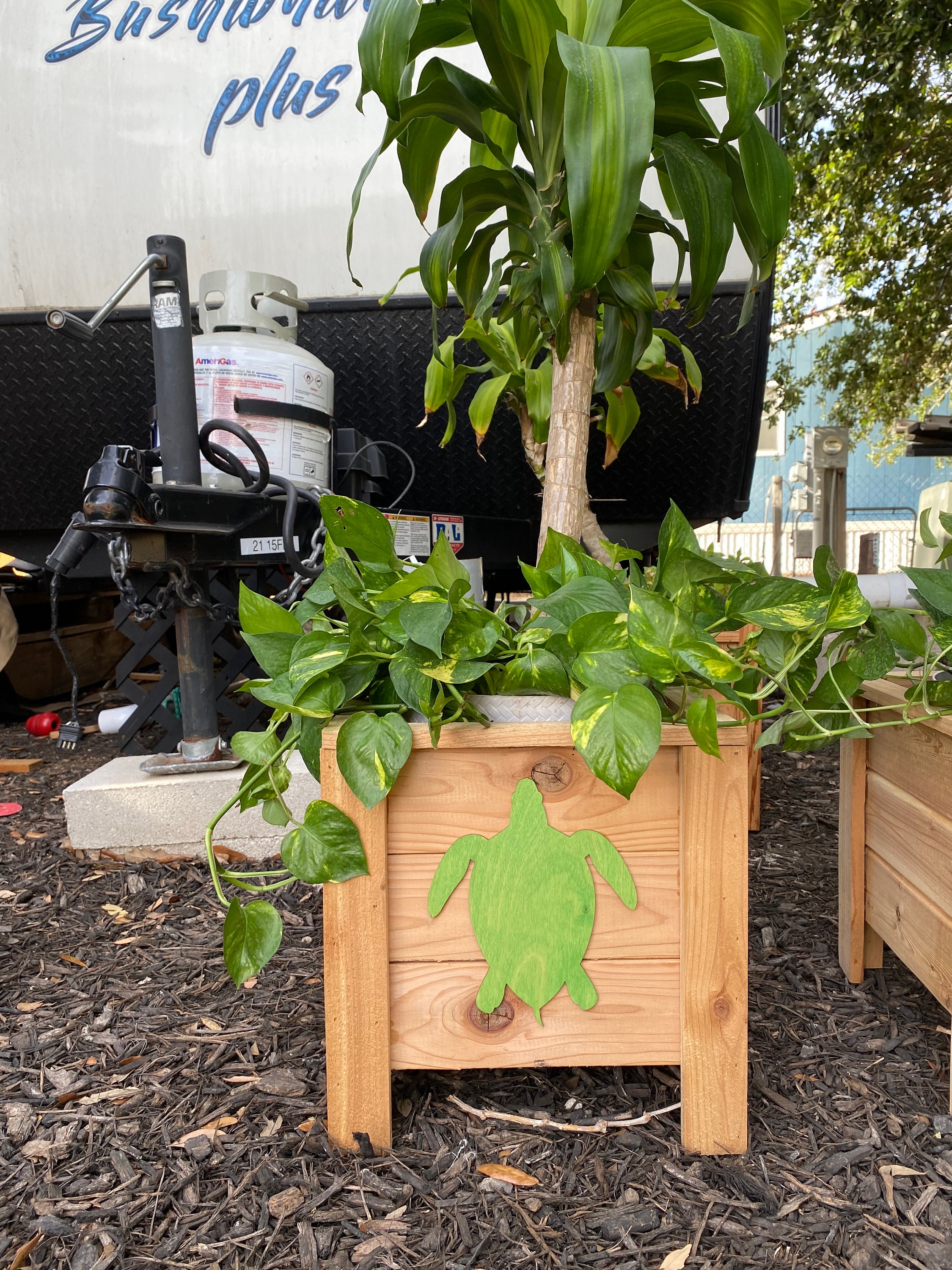 Cedar Planter - Grow a Plant , Save a Sea Turtle - Planters for a Cause ...
