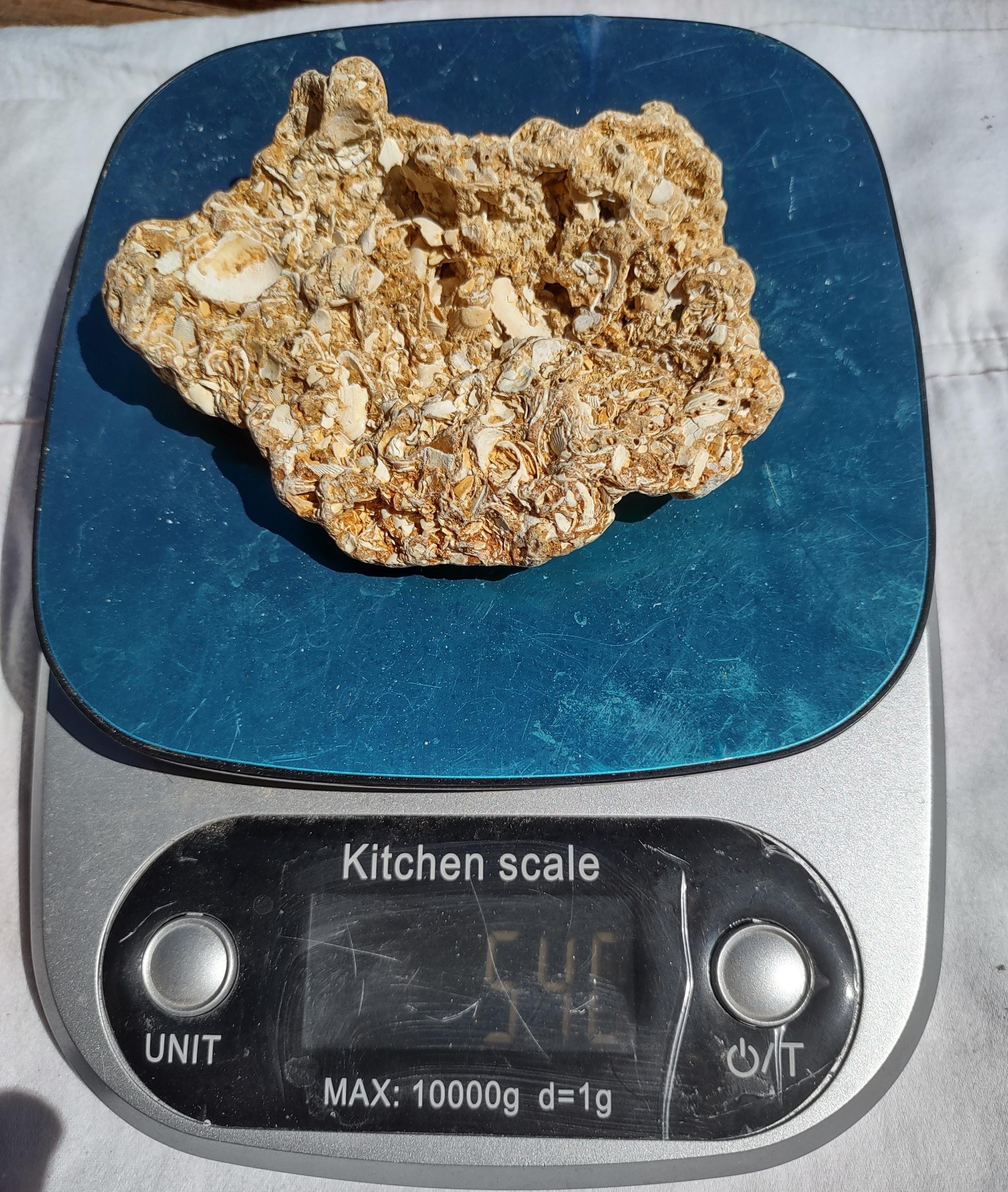 5.5 Oz Coquina Rock From Flagler Beach Florida - Etsy
