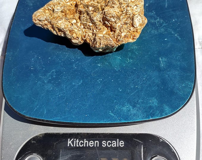 3.4 Oz Coquina Rock Flagler Beach, Florida - Etsy