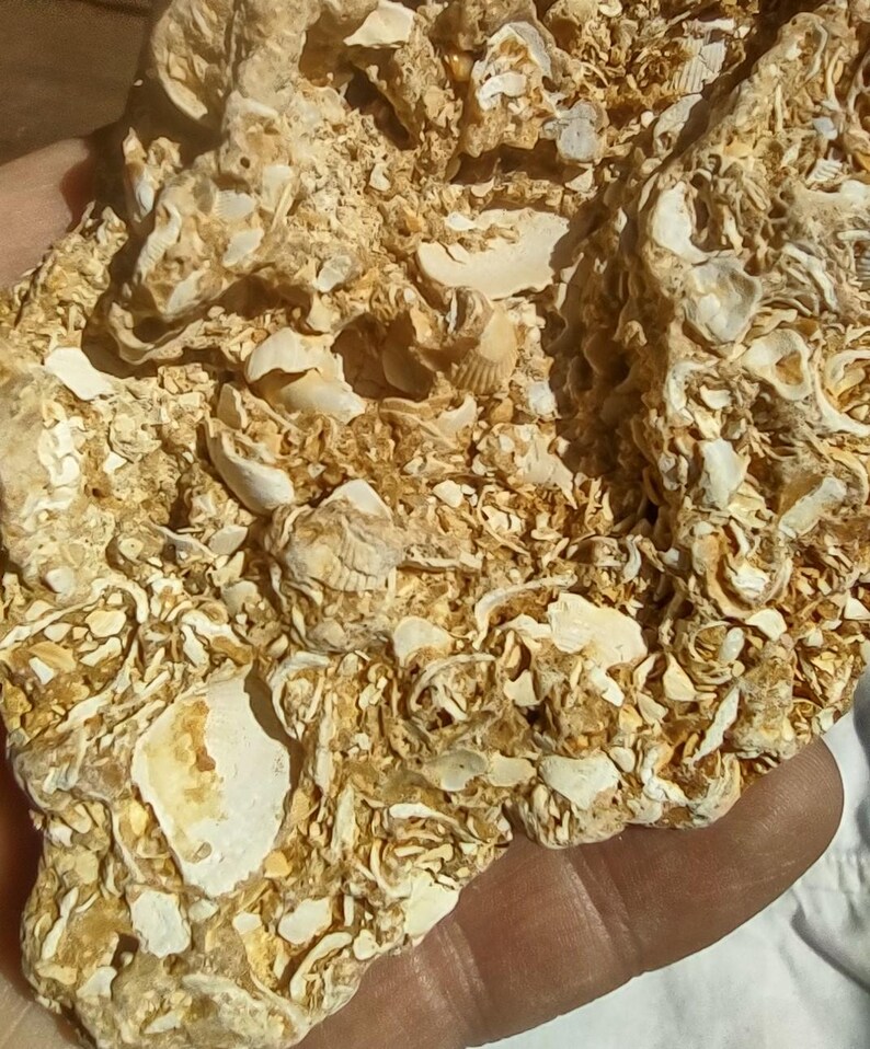 5.5 Oz Coquina Rock From Flagler Beach Florida - Etsy