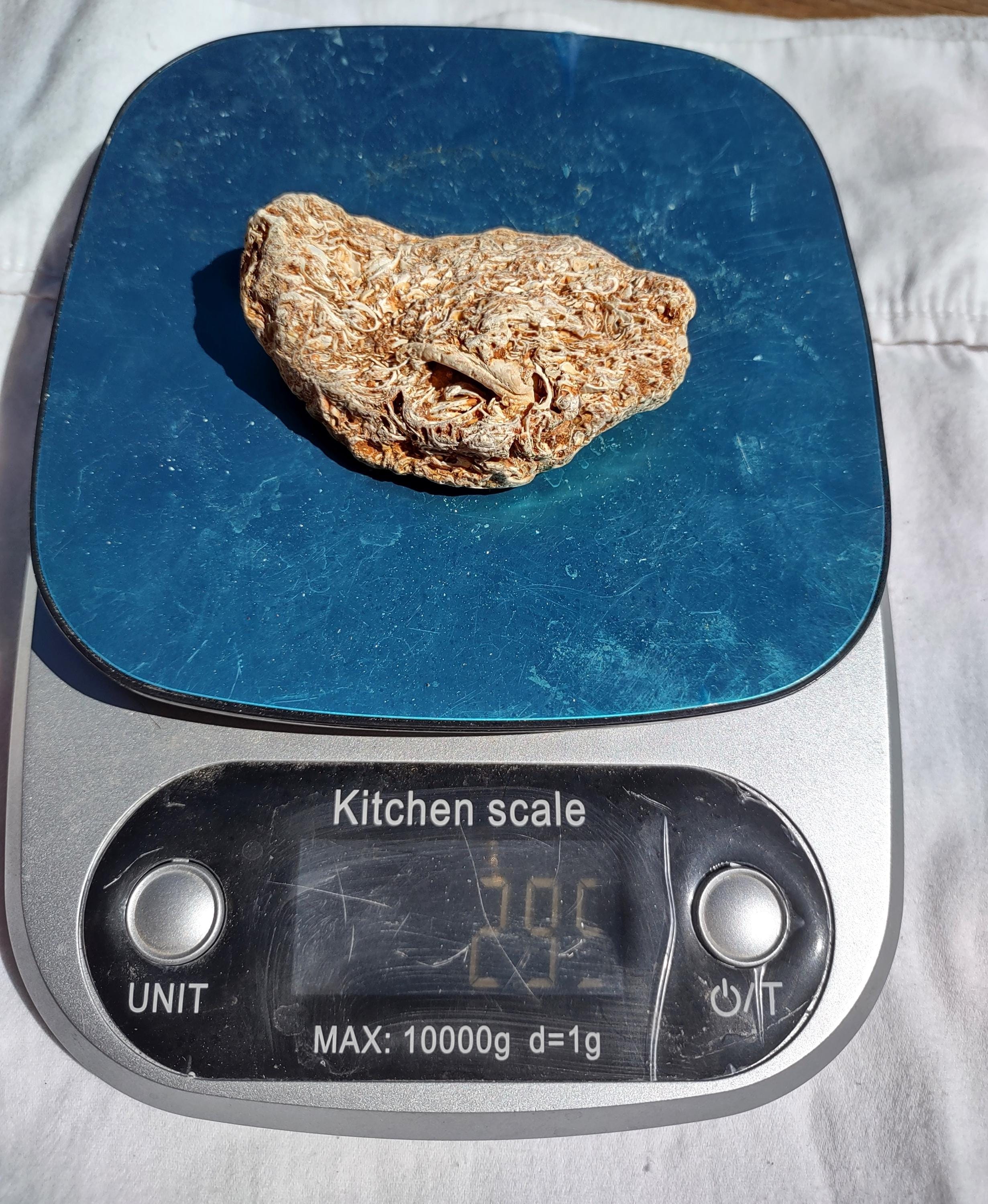 2.95 Oz Coquina Rock Flagler Beach, Florida - Etsy
