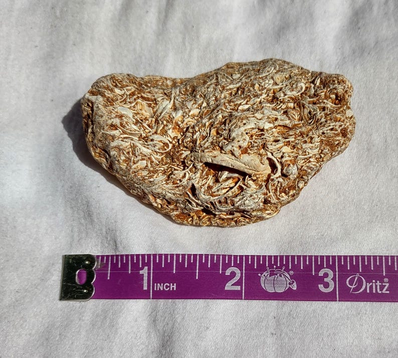 2.95 Oz Coquina Rock Flagler Beach, Florida - Etsy