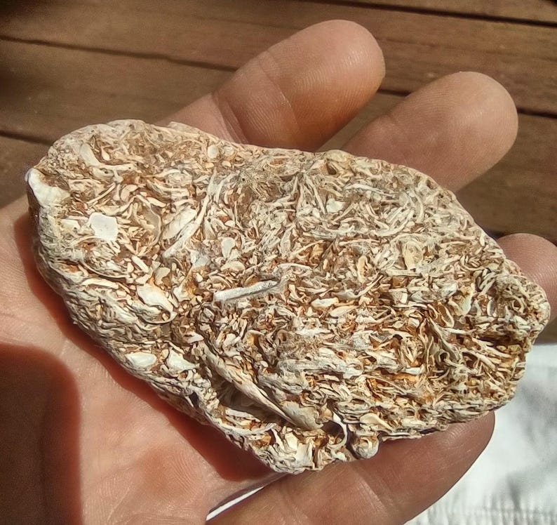 2.95 Oz Coquina Rock Flagler Beach, Florida - Etsy