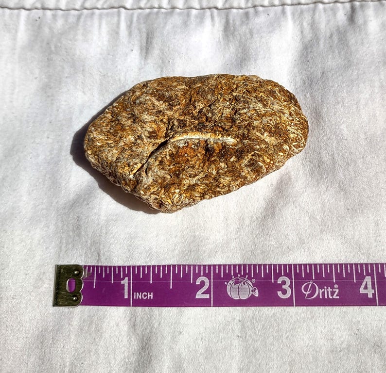 2.95 Oz Coquina Rock Flagler Beach, Florida - Etsy