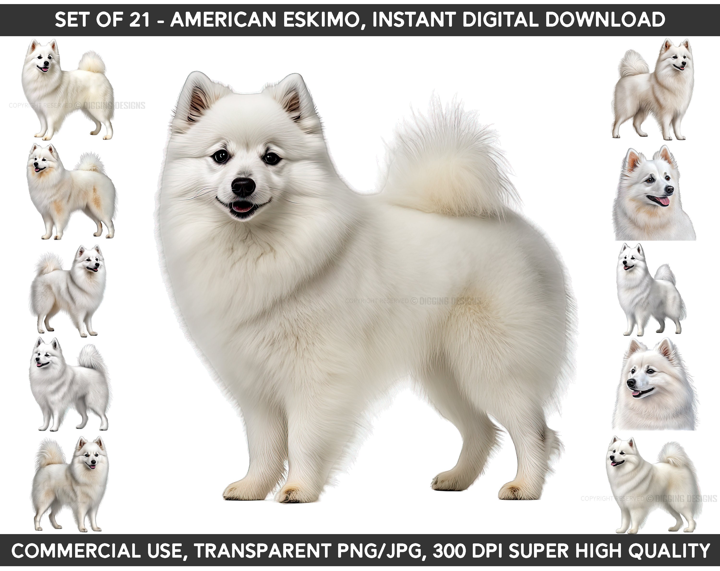 American Eskimo Spitz Prices